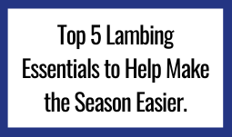 Top 5 lambing essentials to help make the season easier. - Blog